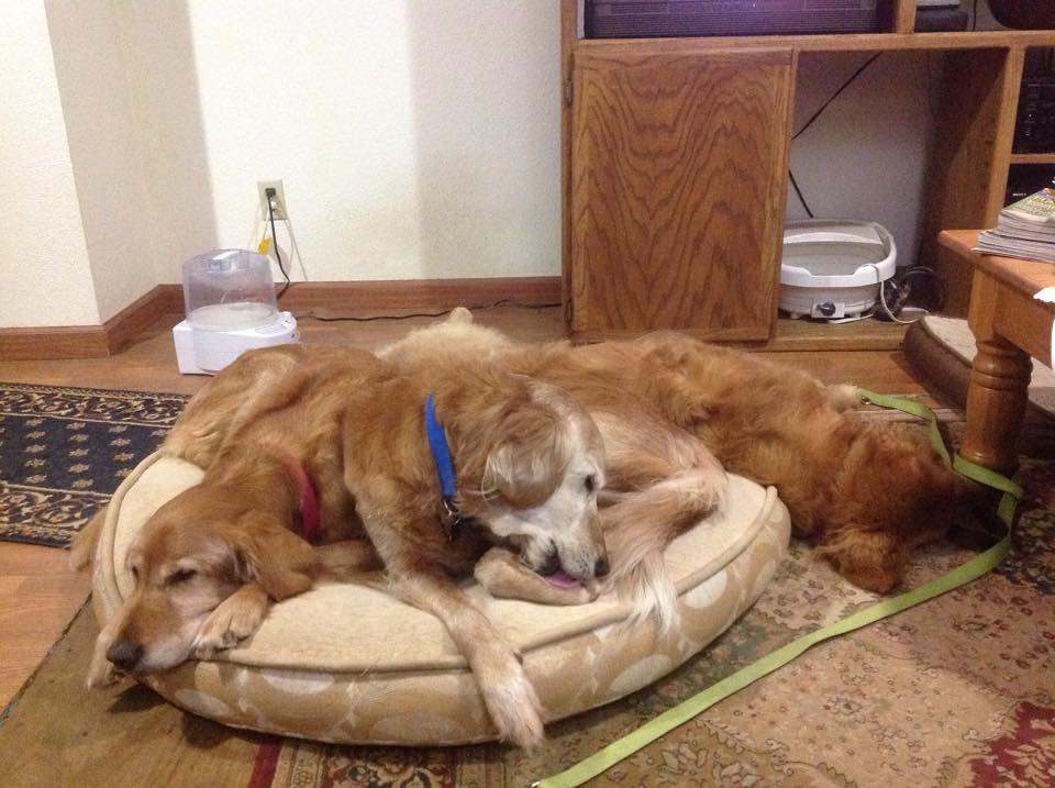 Testimonials – TIMBER TAILS